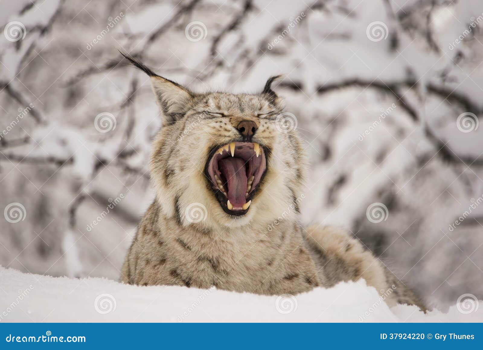 Lynx yawning stock photo. Image of tired, relaxed, snarling - 37924220