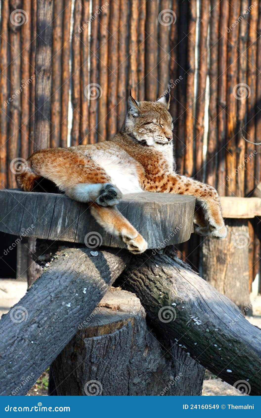 Lynx in zoo stock image. Image of resting, adult, laying - 24160549
