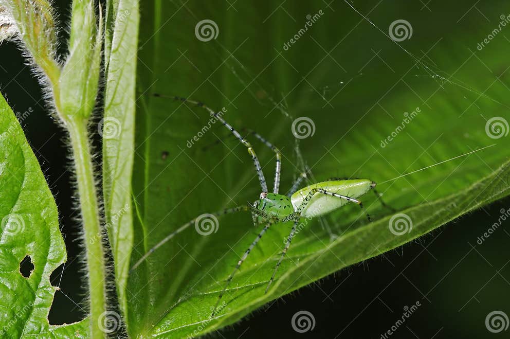 Lynxspin stock afbeelding. Image of geleedpotige, spin - 31626665