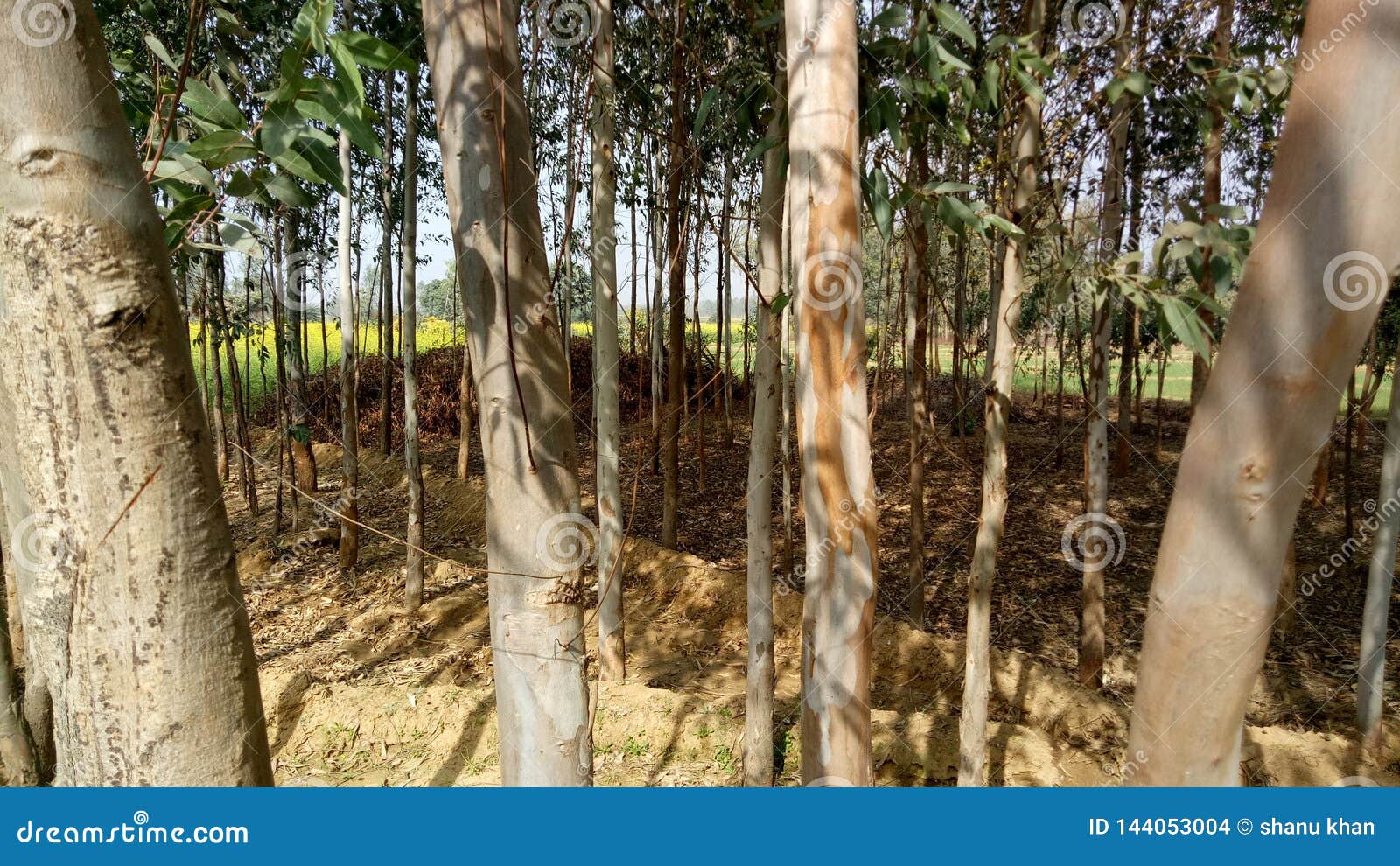 Lyptus trees stock photo. Image of lyptus, indian, trees - 144053004