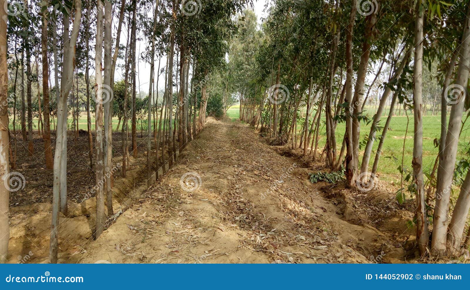 Lyptus trees stock photo. Image of forest, lyptus, indian - 144052902