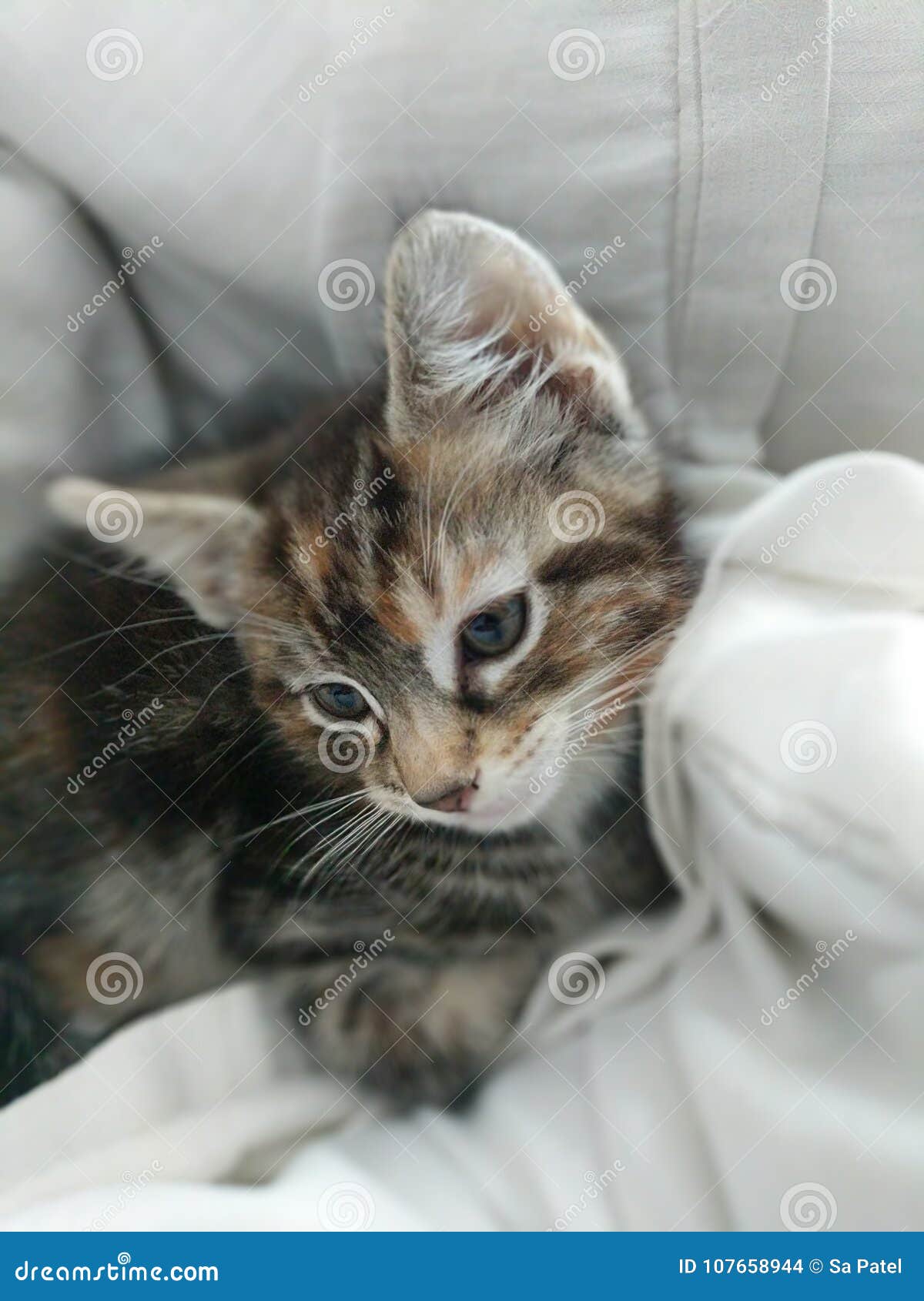 Lyra stock photo. Image of bengalkitten, lyra, kitten - 107658944