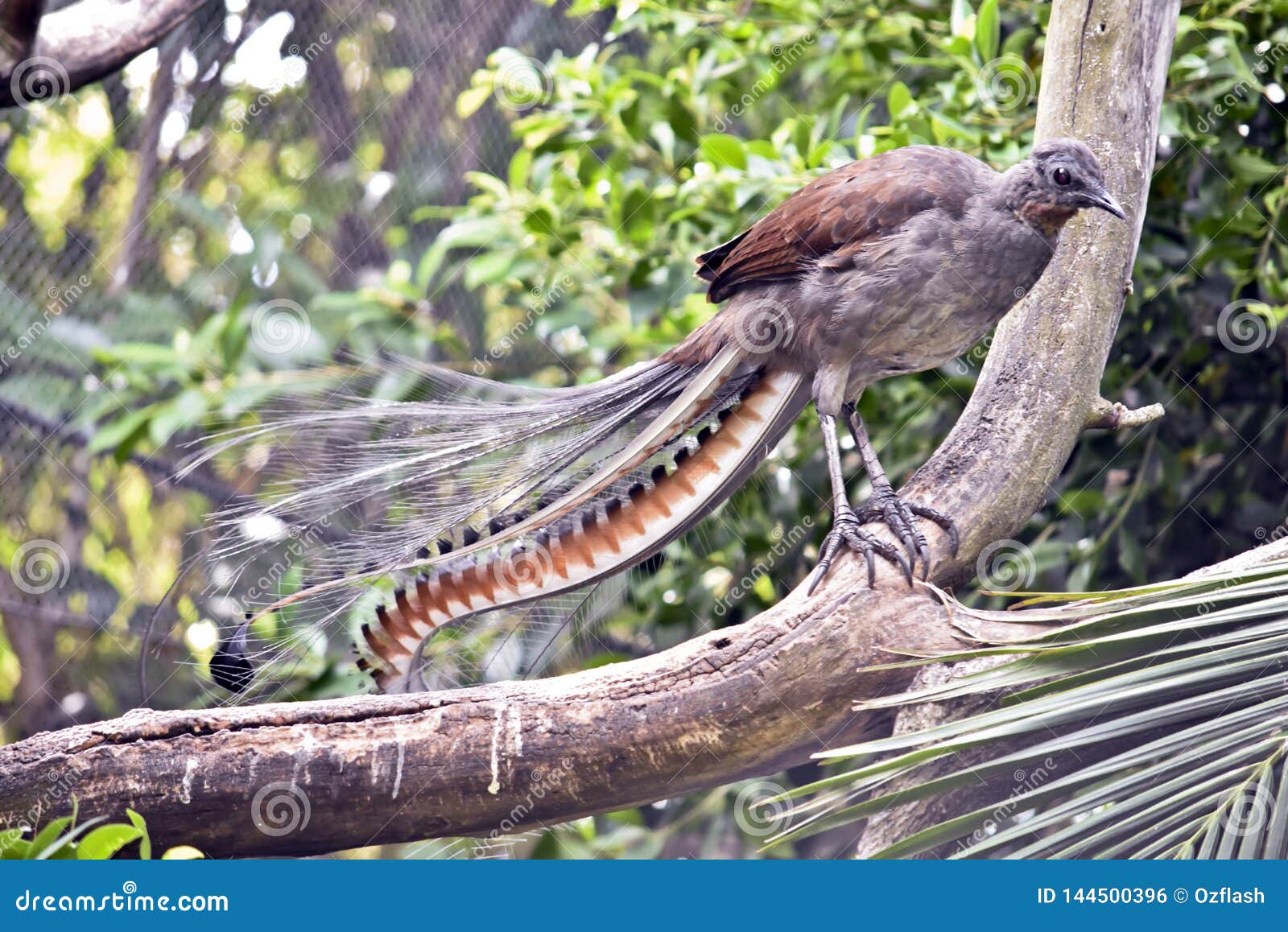 A lyre bird on a branch stock photo. Image of brown - 144500396