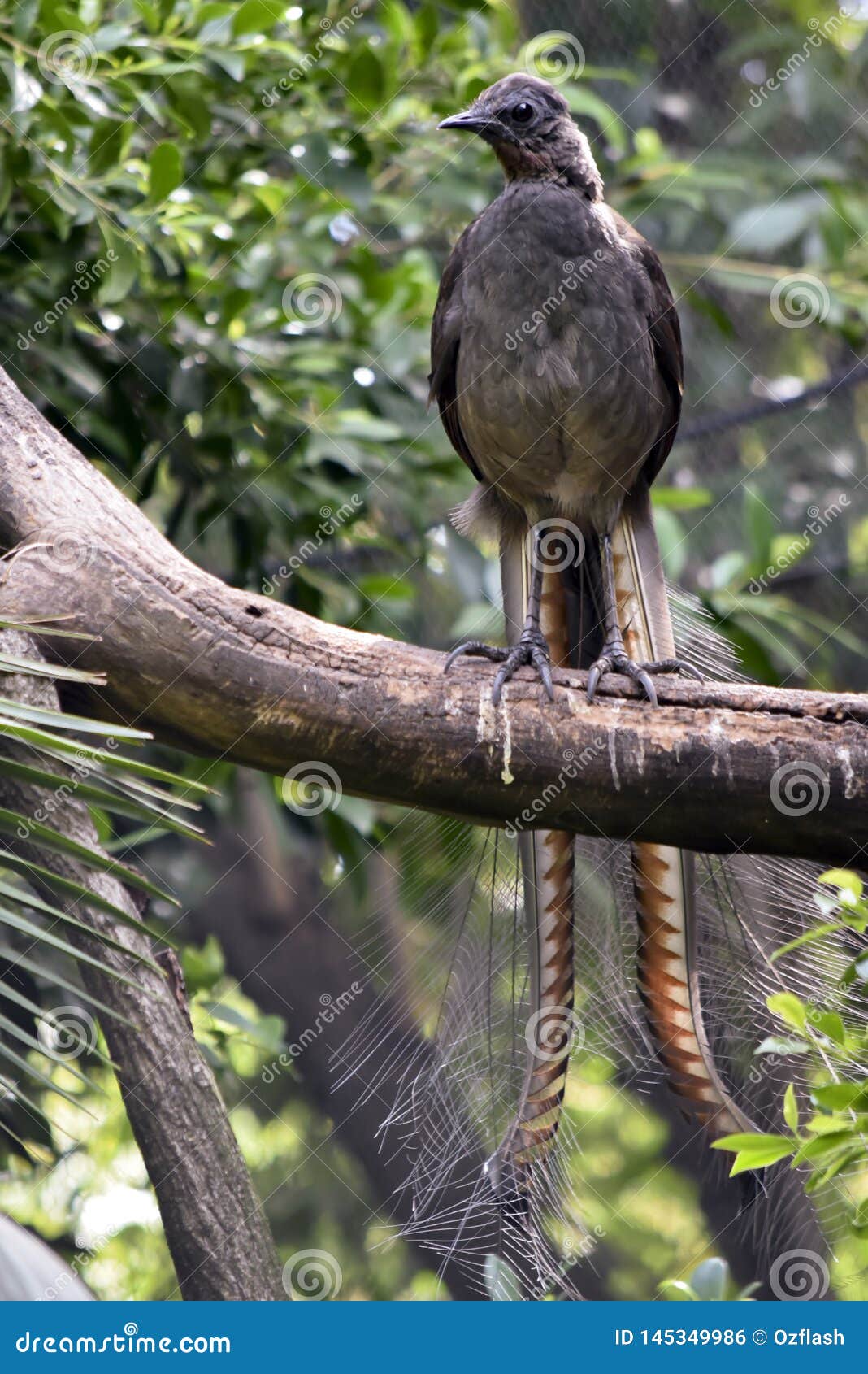 A lyre bird on a branch stock photo. Image of foraging - 145349986