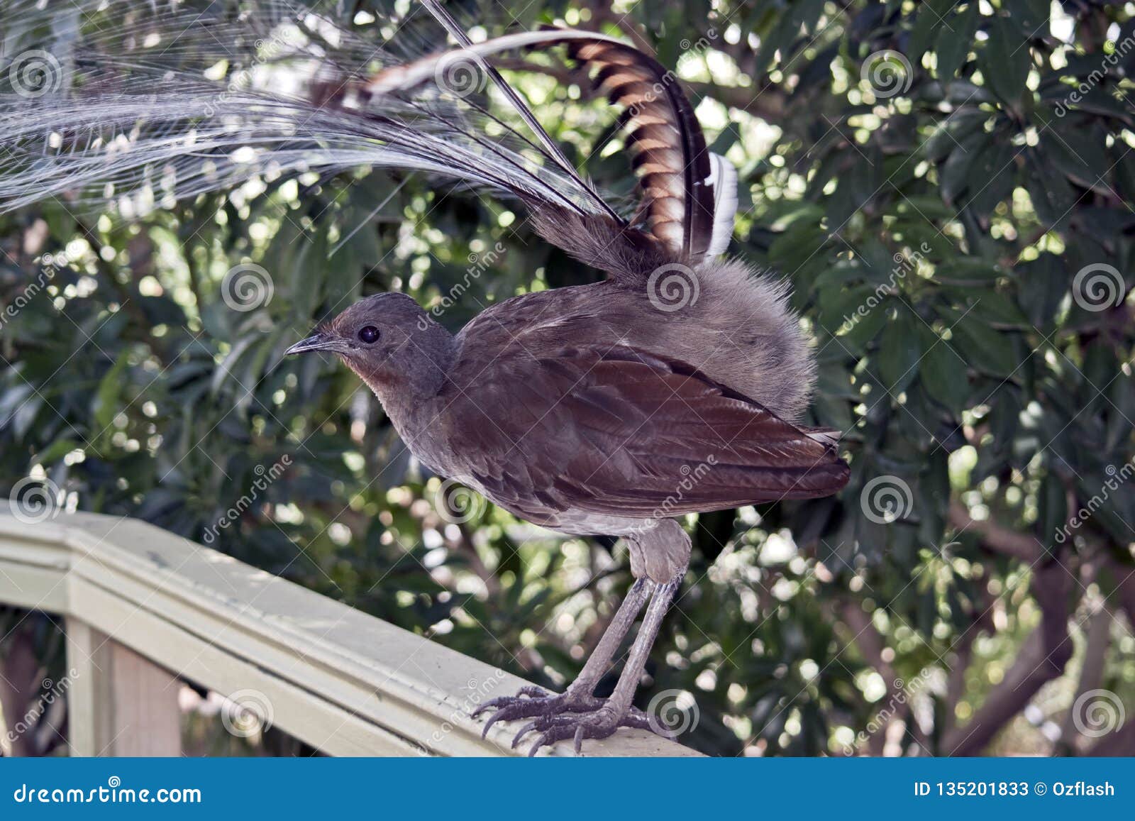 Lyre Tail Anthea Fish Royalty-Free Stock Photography | CartoonDealer ...