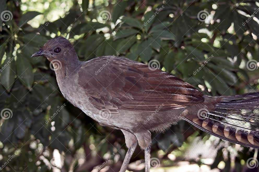 A lyre bird stock photo. Image of bird, view, camouflage - 134820628