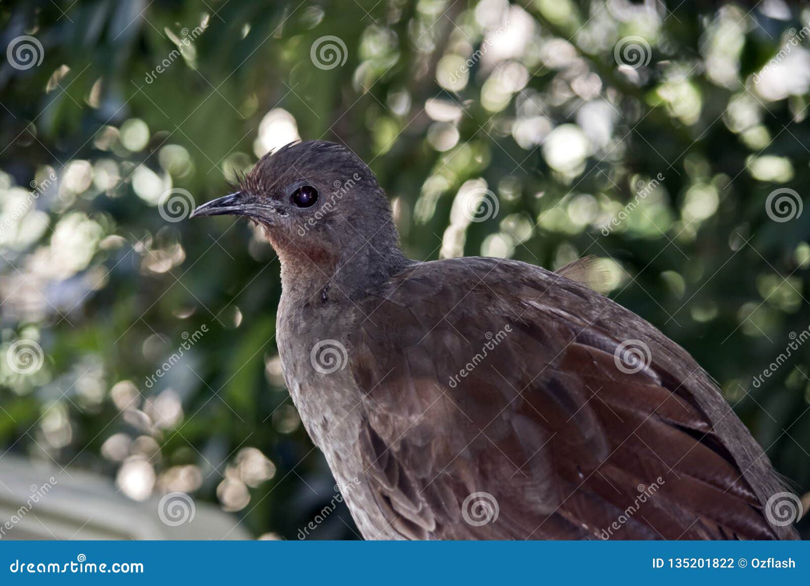 A lyre bird stock photo. Image of lyre, side, feathers - 135201822