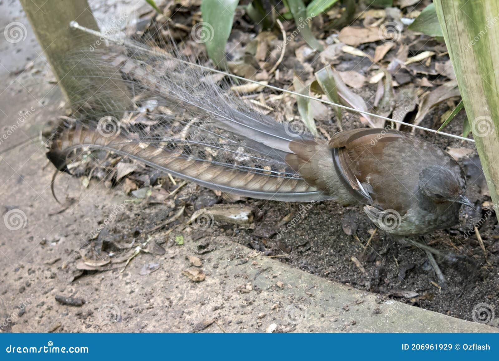 The Lyre Bird is Digging Looking for Food Stock Image - Image of beak ...