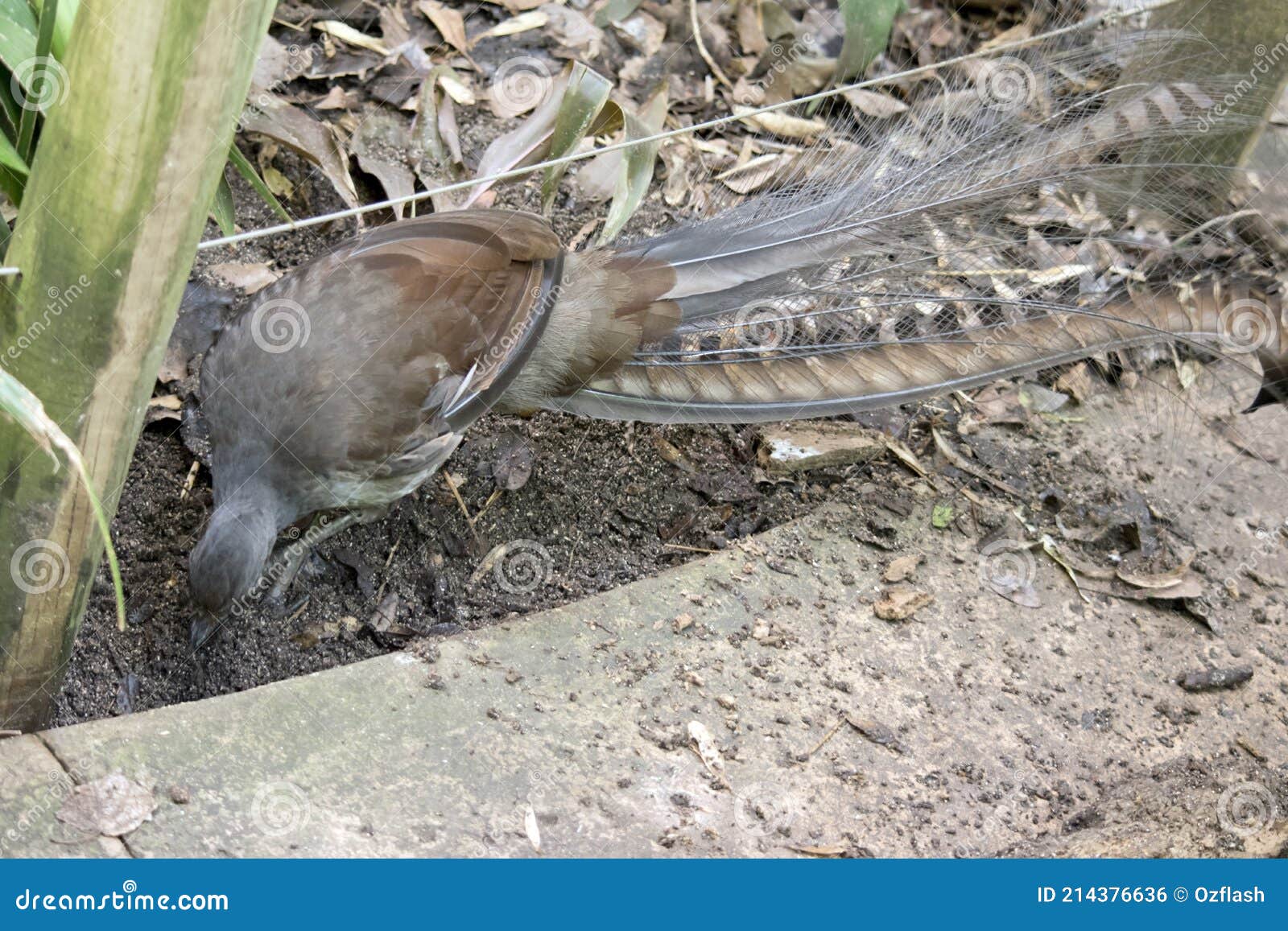 The Lyre Bird is Digging Looking for Food Stock Photo - Image of nature ...