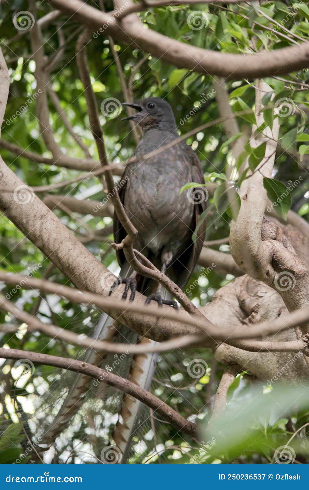 The Lyre Bird is a Grey Bird with a Colorful Tail Stock Image - Image ...