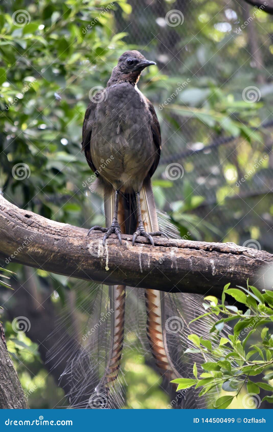 A lyre bird stock image. Image of lyre, grey, long, nature - 144500499
