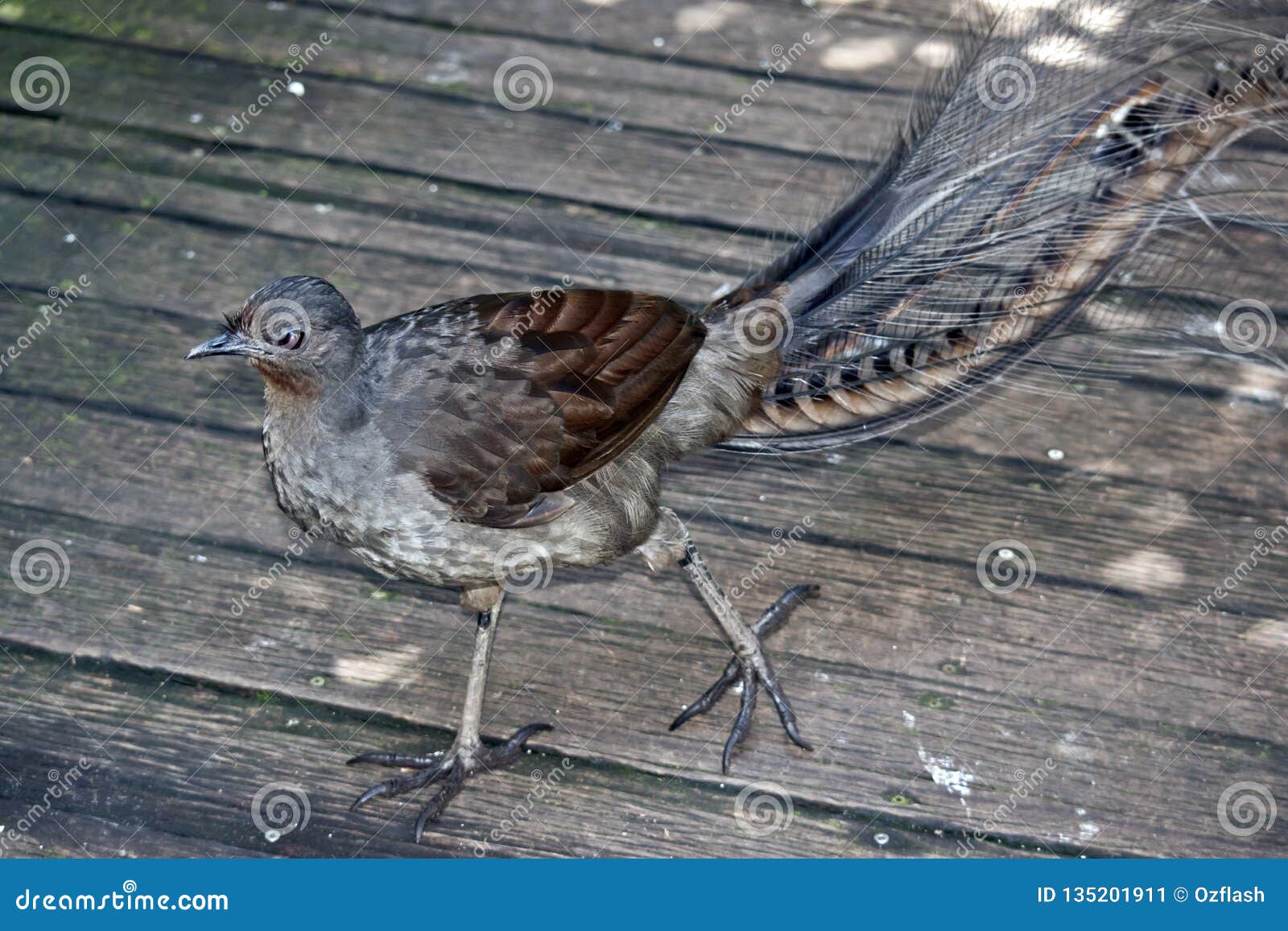 A lyre bird stock image. Image of bird, brown, foraging - 135201911