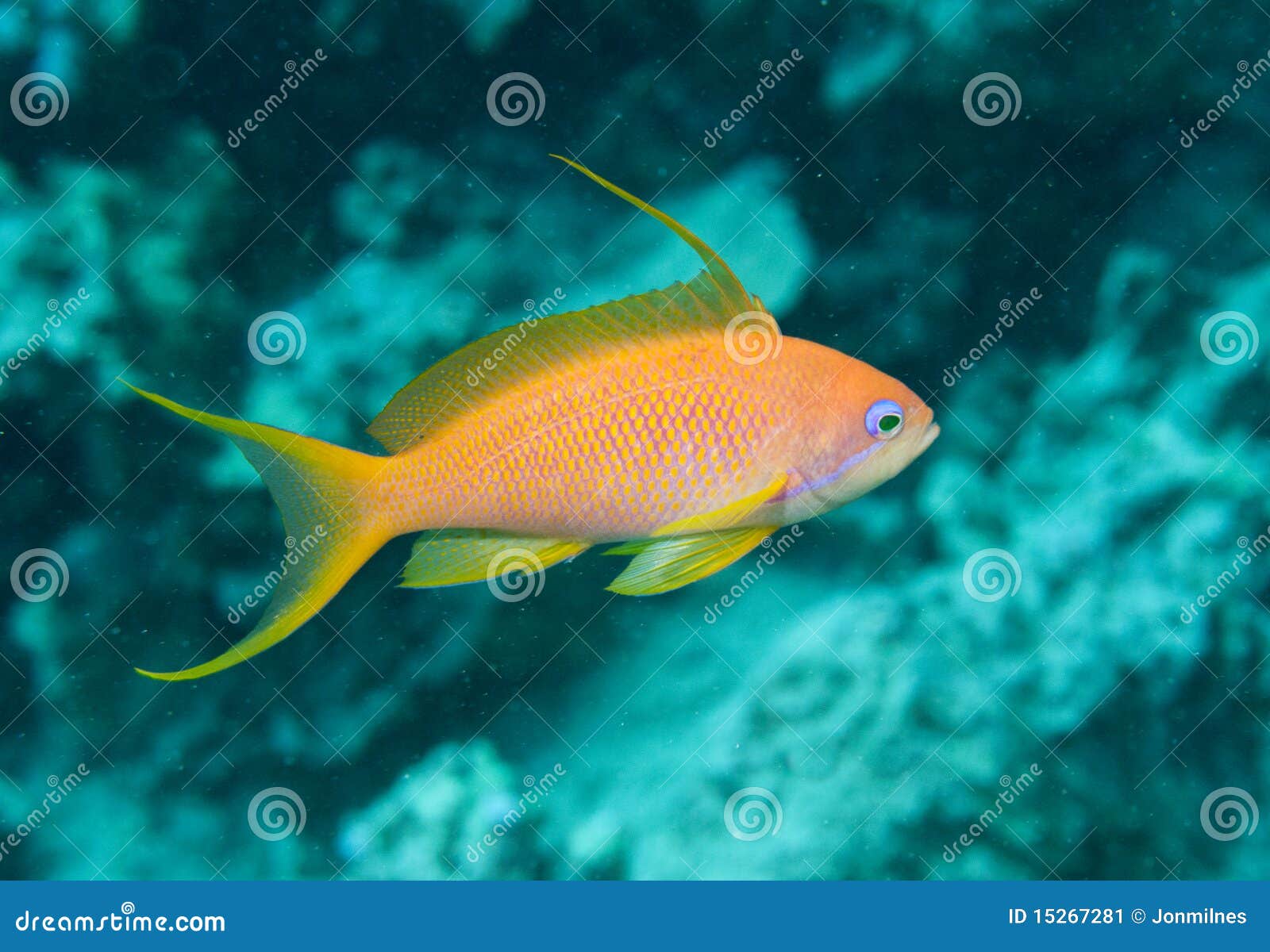 Lyre Tail Anthea Fish Royalty-Free Stock Photography | CartoonDealer ...