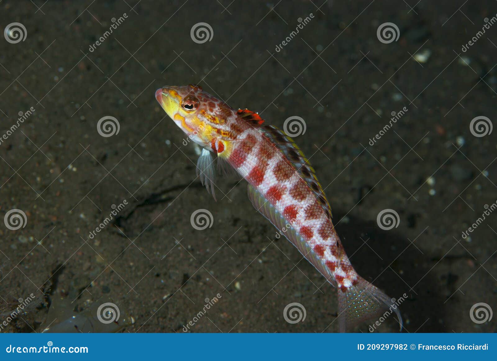 Lyre Tail Anthea Fish Royalty-Free Stock Photography | CartoonDealer ...
