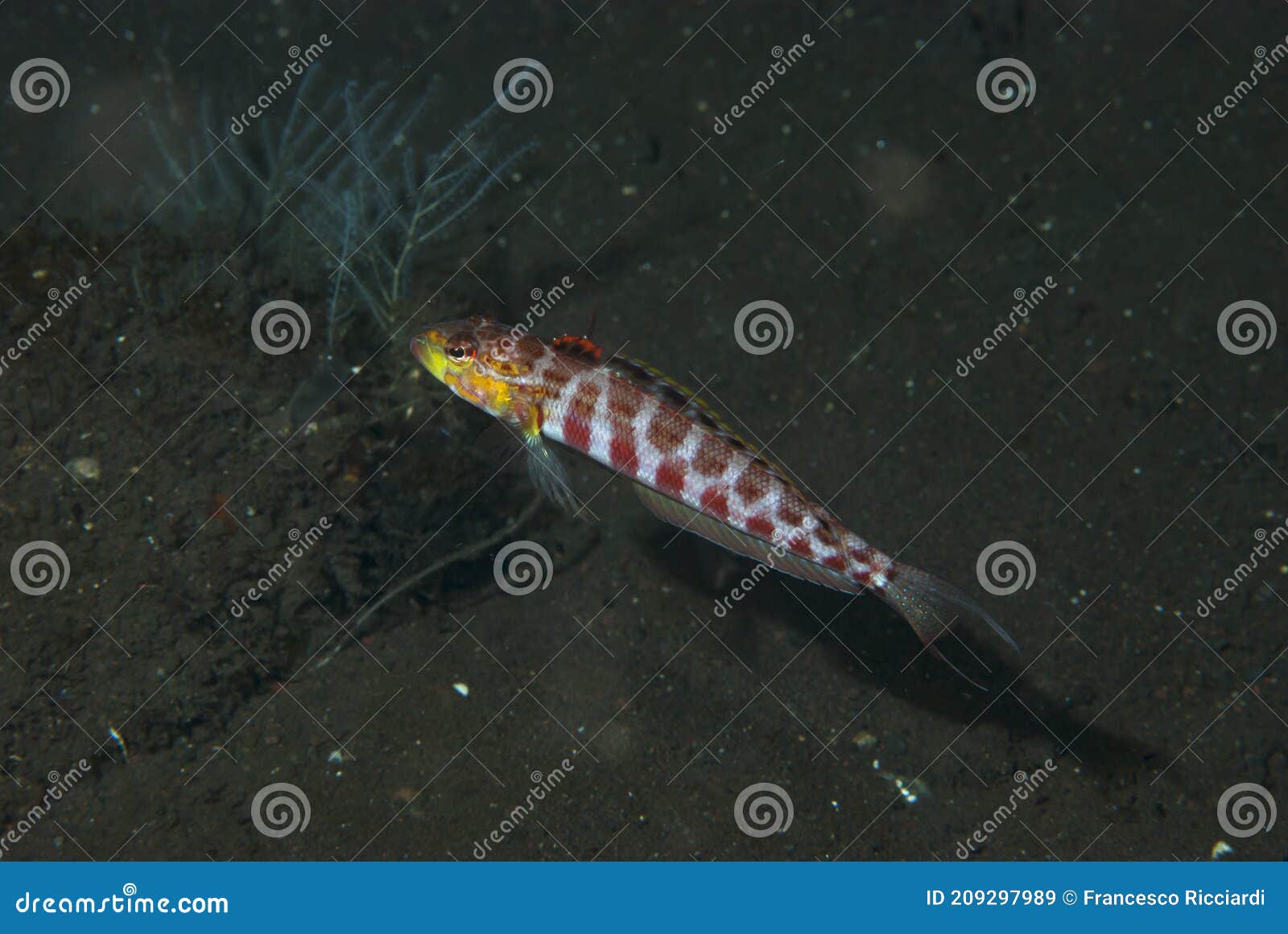 Lyre Tail Anthea Fish Royalty-Free Stock Photography | CartoonDealer ...