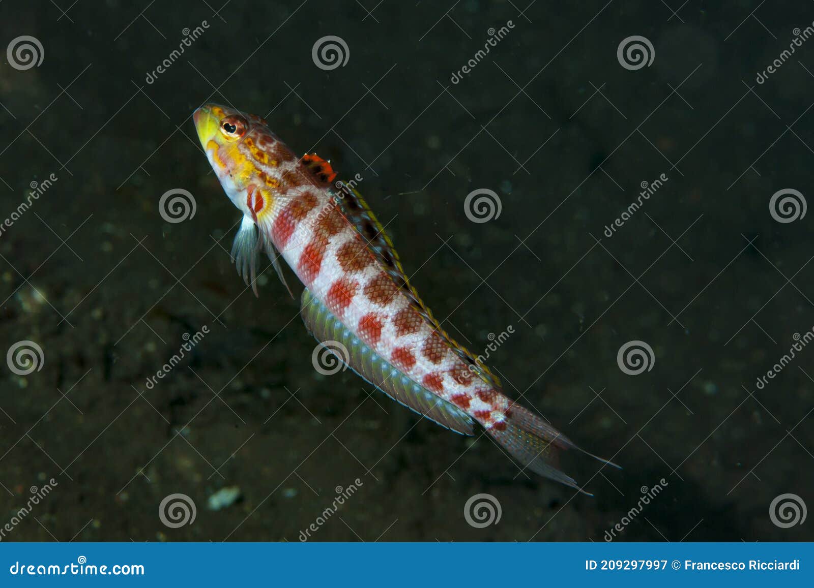 Lyre Tail Anthea Fish Royalty-Free Stock Photography | CartoonDealer ...