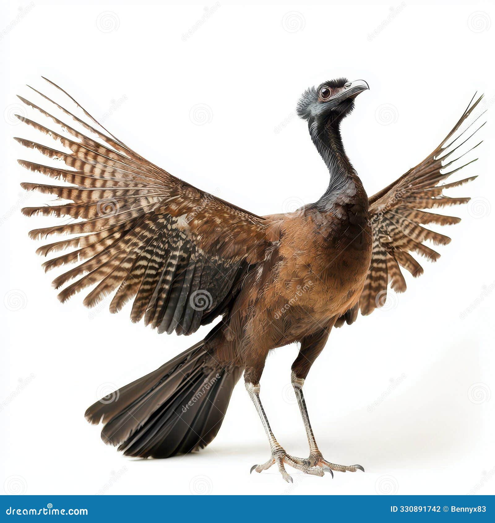 Lyrebird Displaying Its Wings on a White Background Stock Illustration ...
