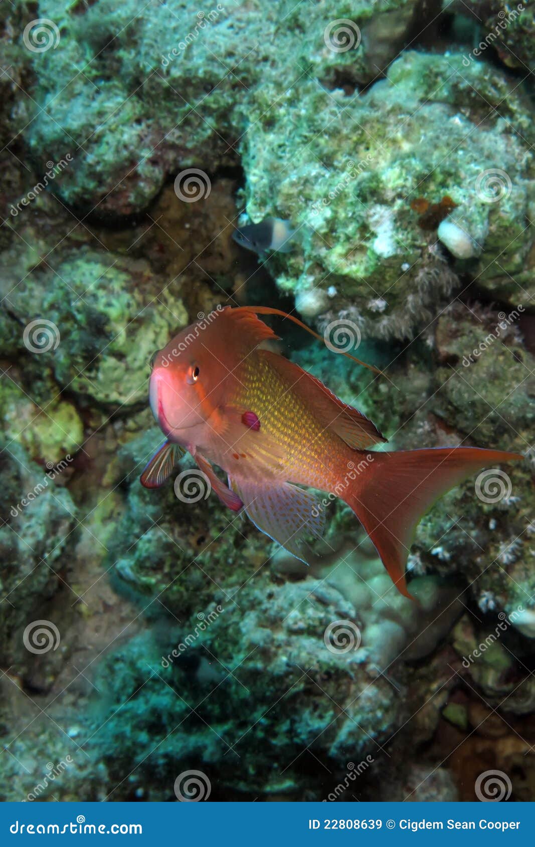 Lyretail anthias stock image. Image of colorful, tropical - 22808639