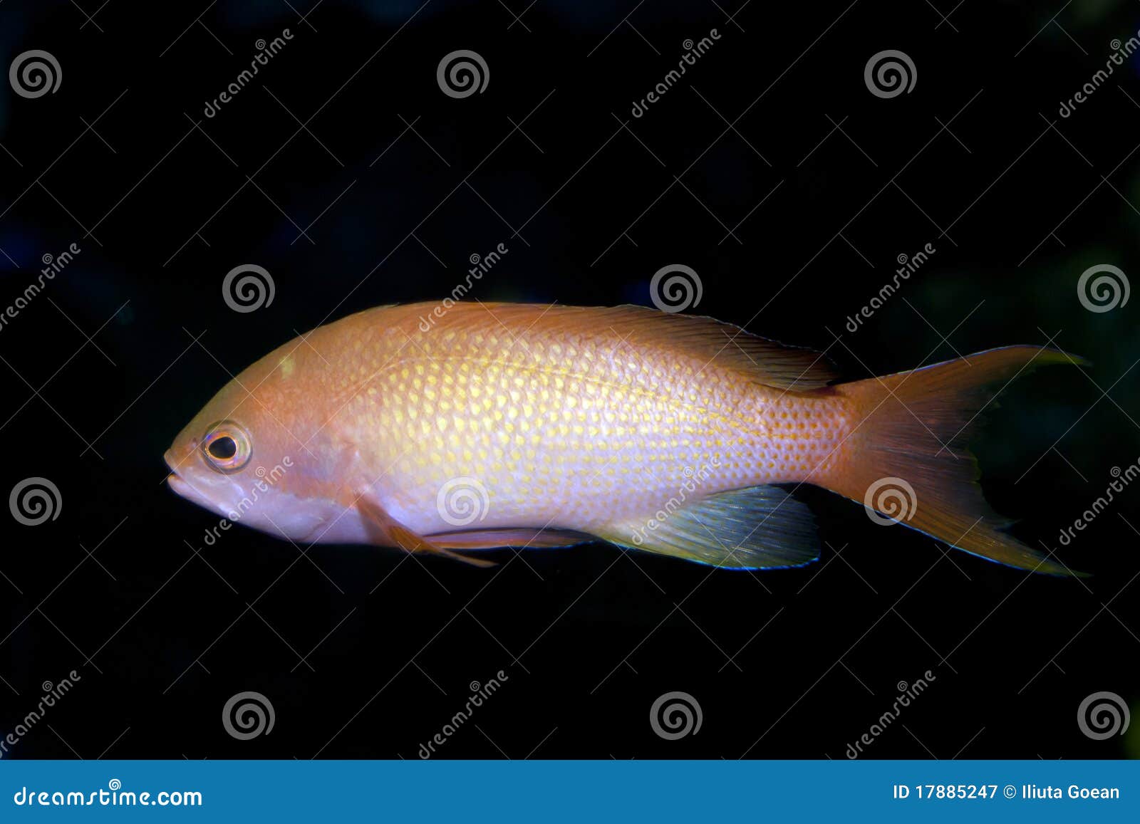 Lyretail Anthias (Pseudanthias Squamipinnis) Stock Image - Image of ...