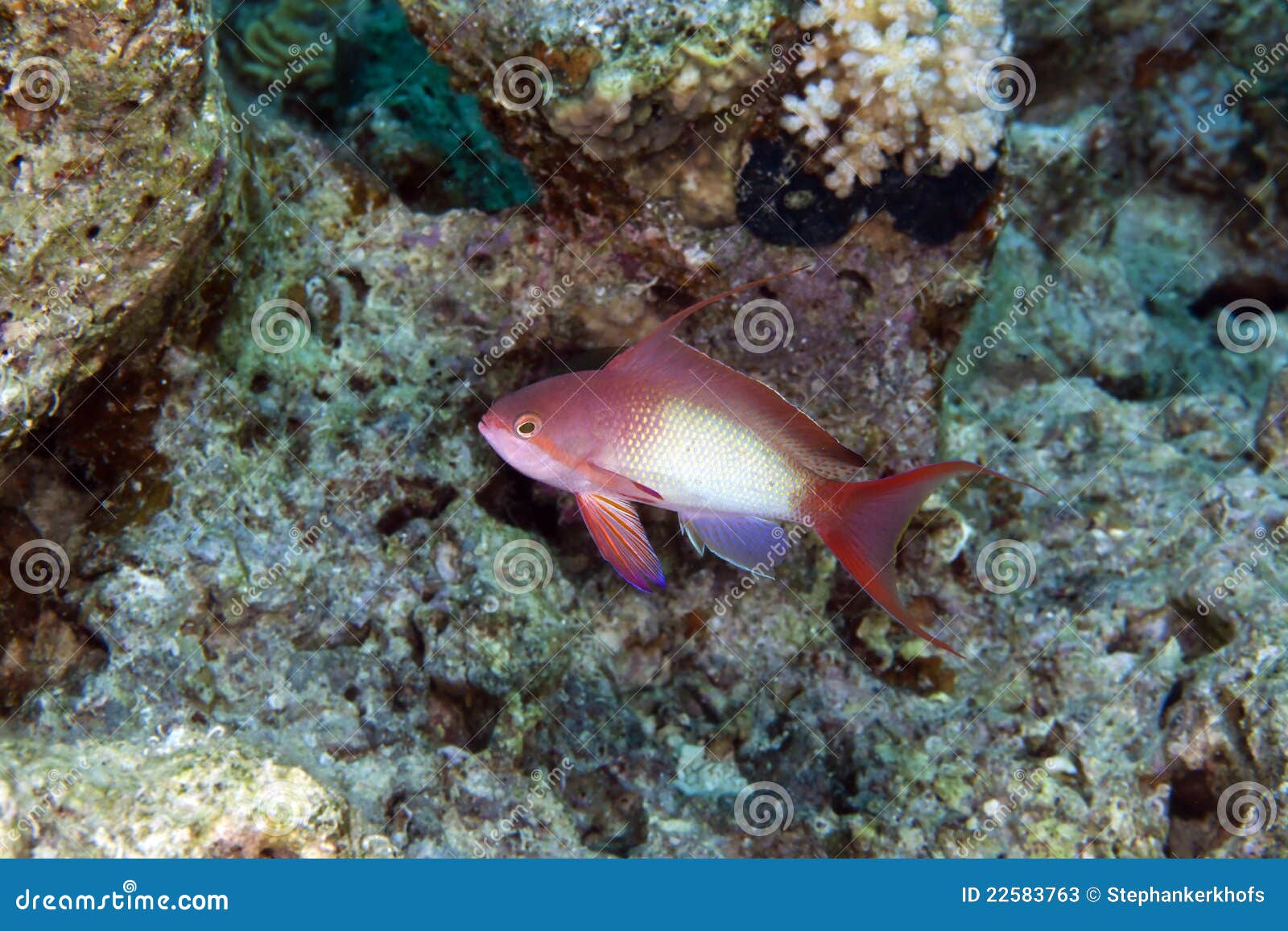Lyretail Anthias (pseudanthias Squamipinnis). Stock Image - Image of ...