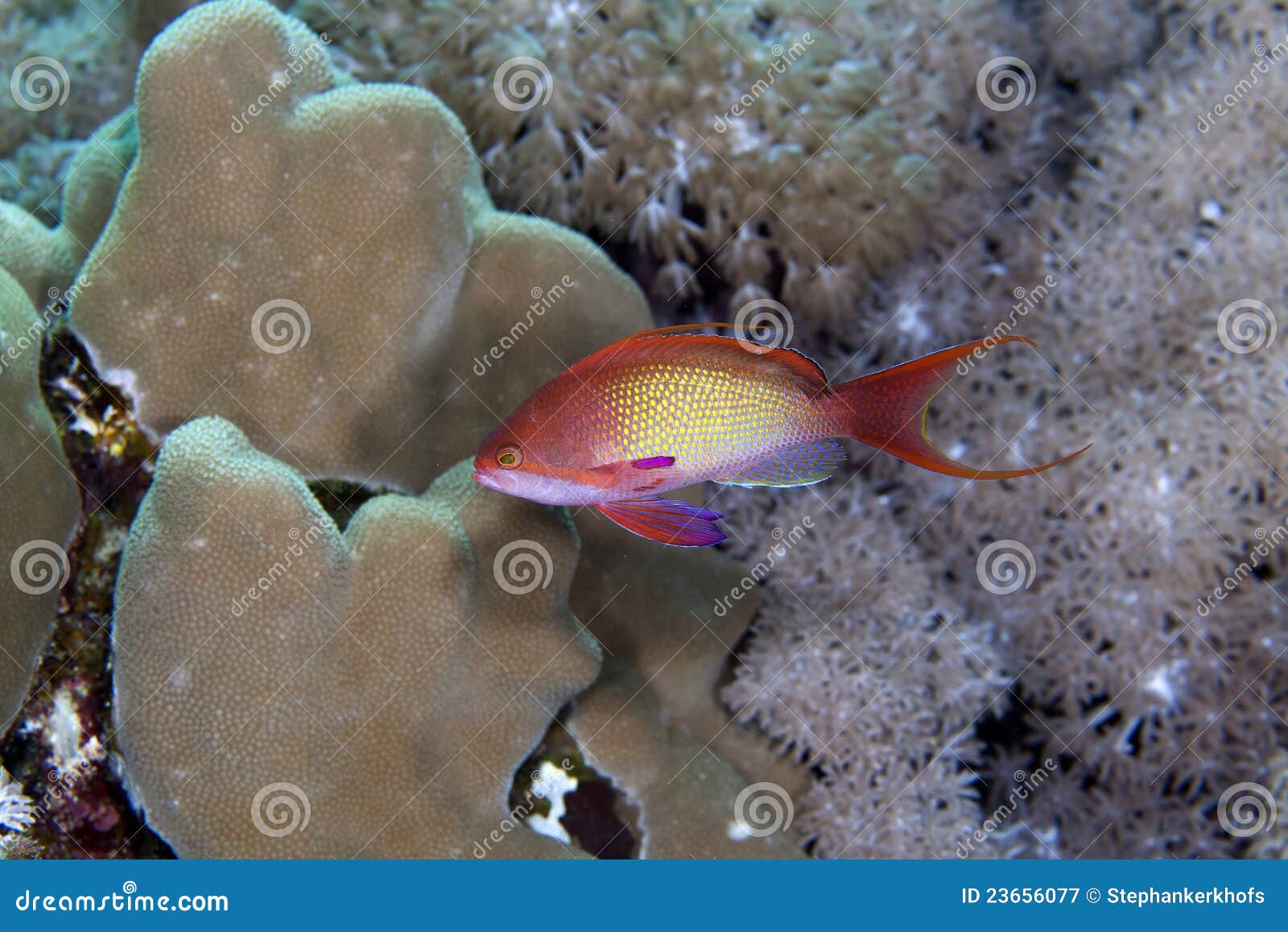 Lyretail Anthias in the Red Sea. Stock Image - Image of ecosystem ...