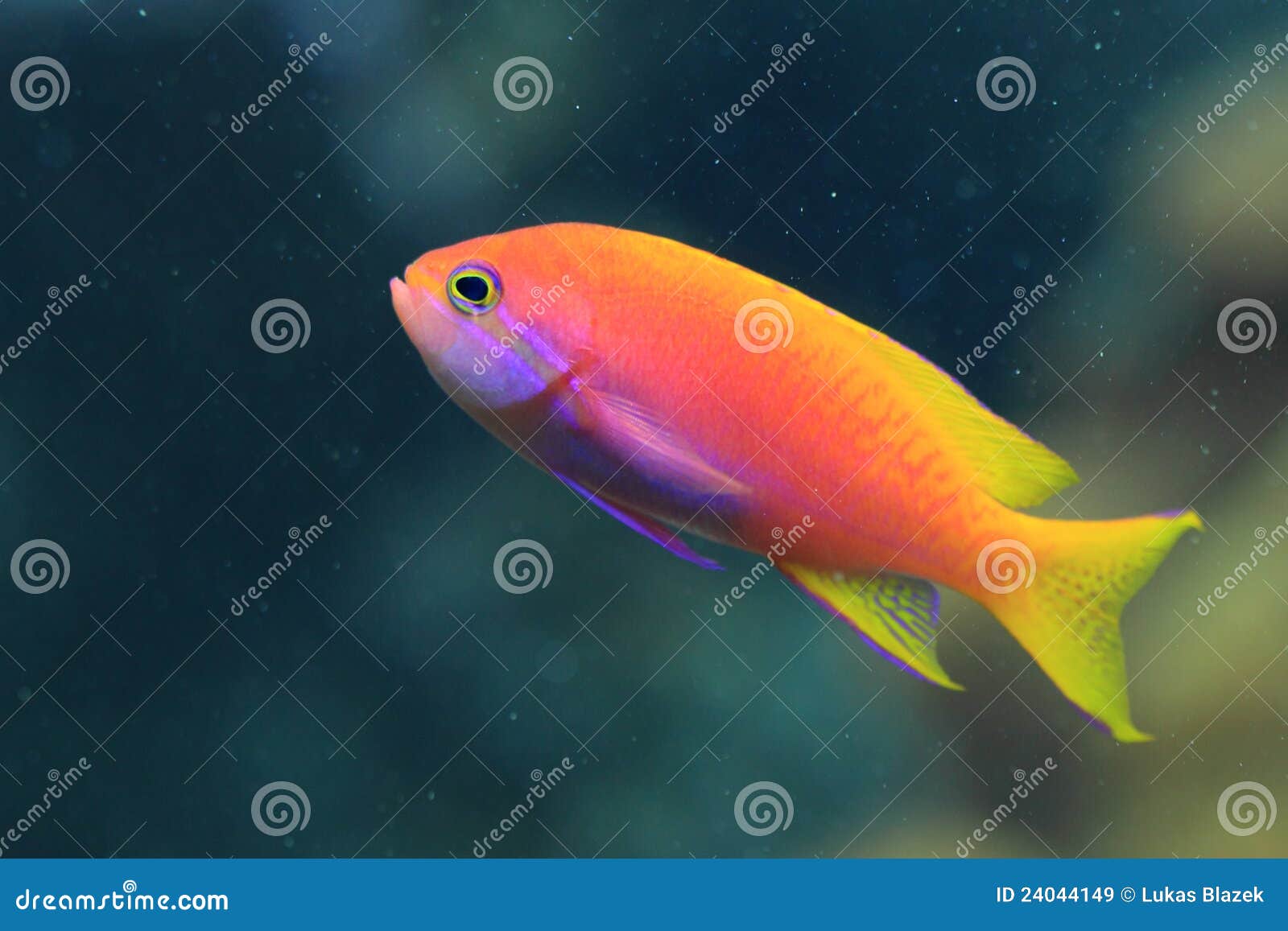 Lyretail coralfish stock image. Image of nature, goldie - 24044149