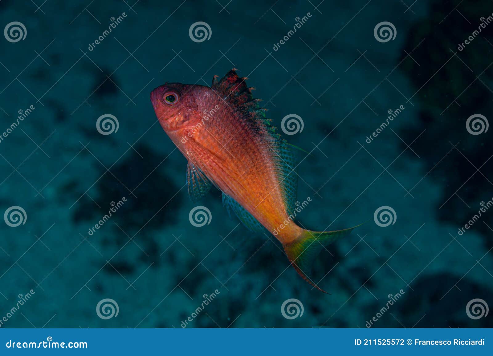 Lyretail Hawkfish Cyprinocirrhites Polyactis Stock Photo - Image of ...