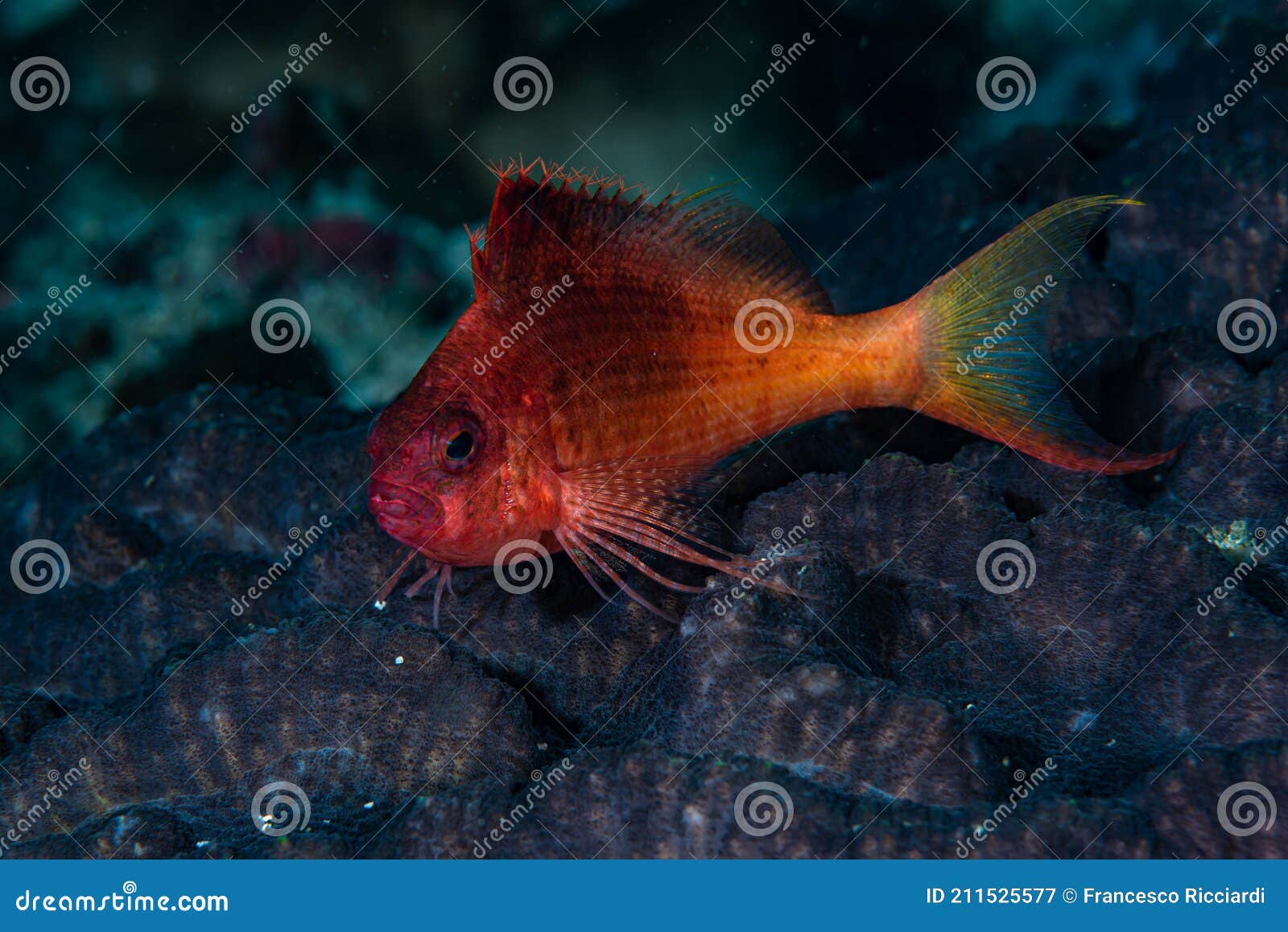Lyretail Hawkfish Cyprinocirrhites Polyactis Stock Image - Image of ...
