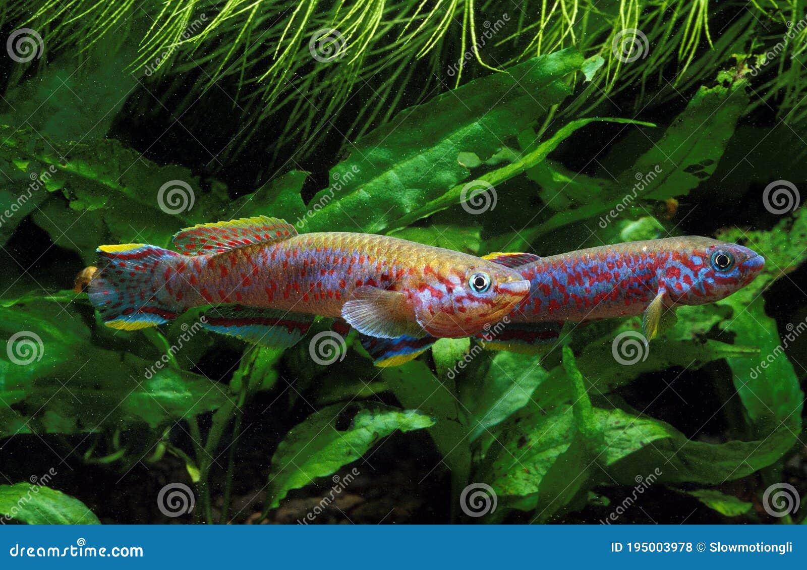 LYRETAIL KILLIFISH Aphyosemion Australe, ADULTS Stock Photo - Image of ...