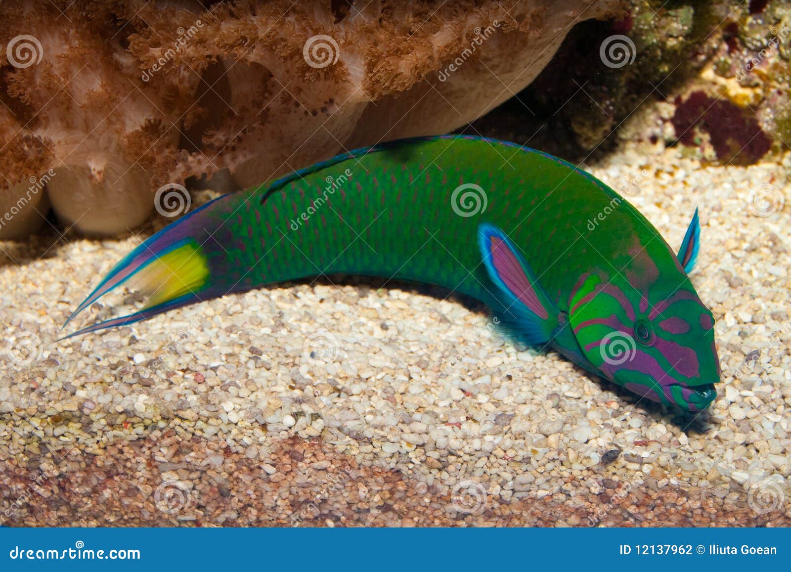Lyretail Wrasse stock photo. Image of coral, water, lunare - 12137962