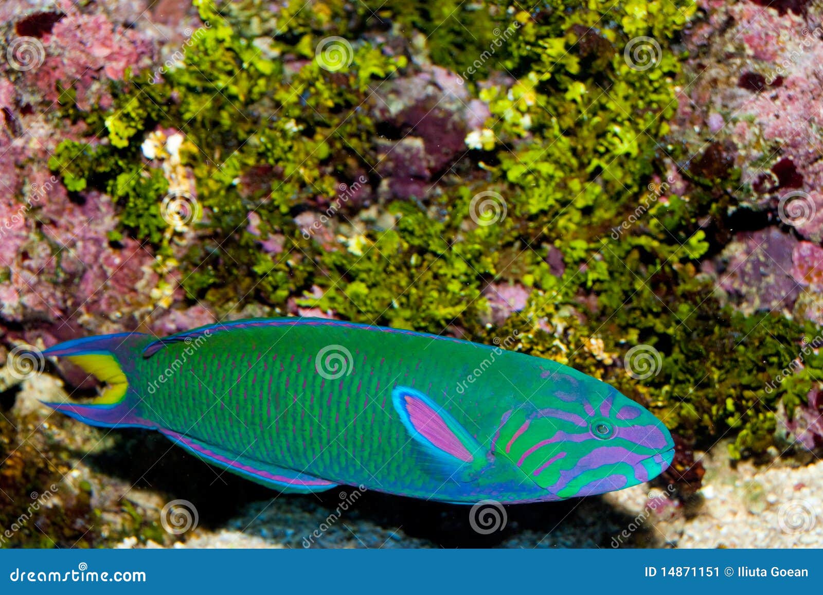 Lyretail Wrasse in Front of Coral Landscape Stock Image - Image of ...