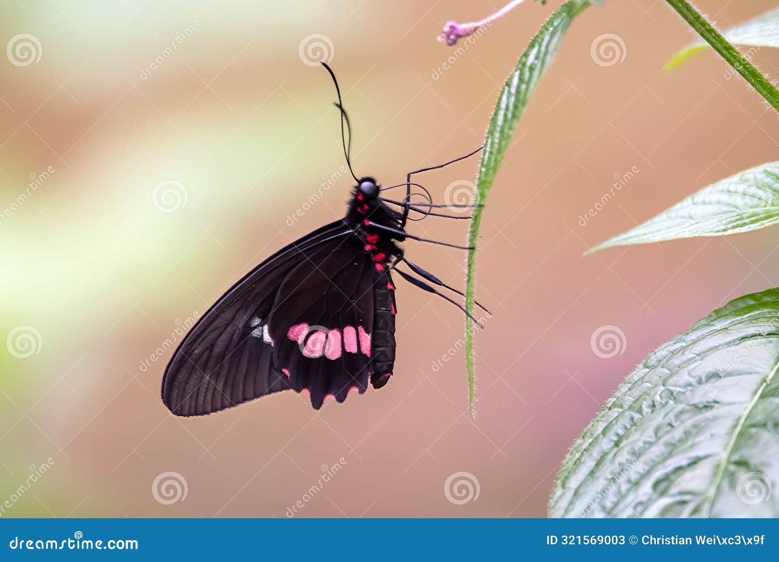 Lysander Cattleheart, Parides Lysander Stock Image - Image of animal ...