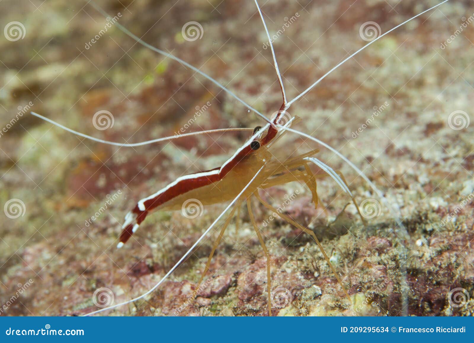 Lysmata amboinensis stock photo. Image of biology, lysmata - 209295634