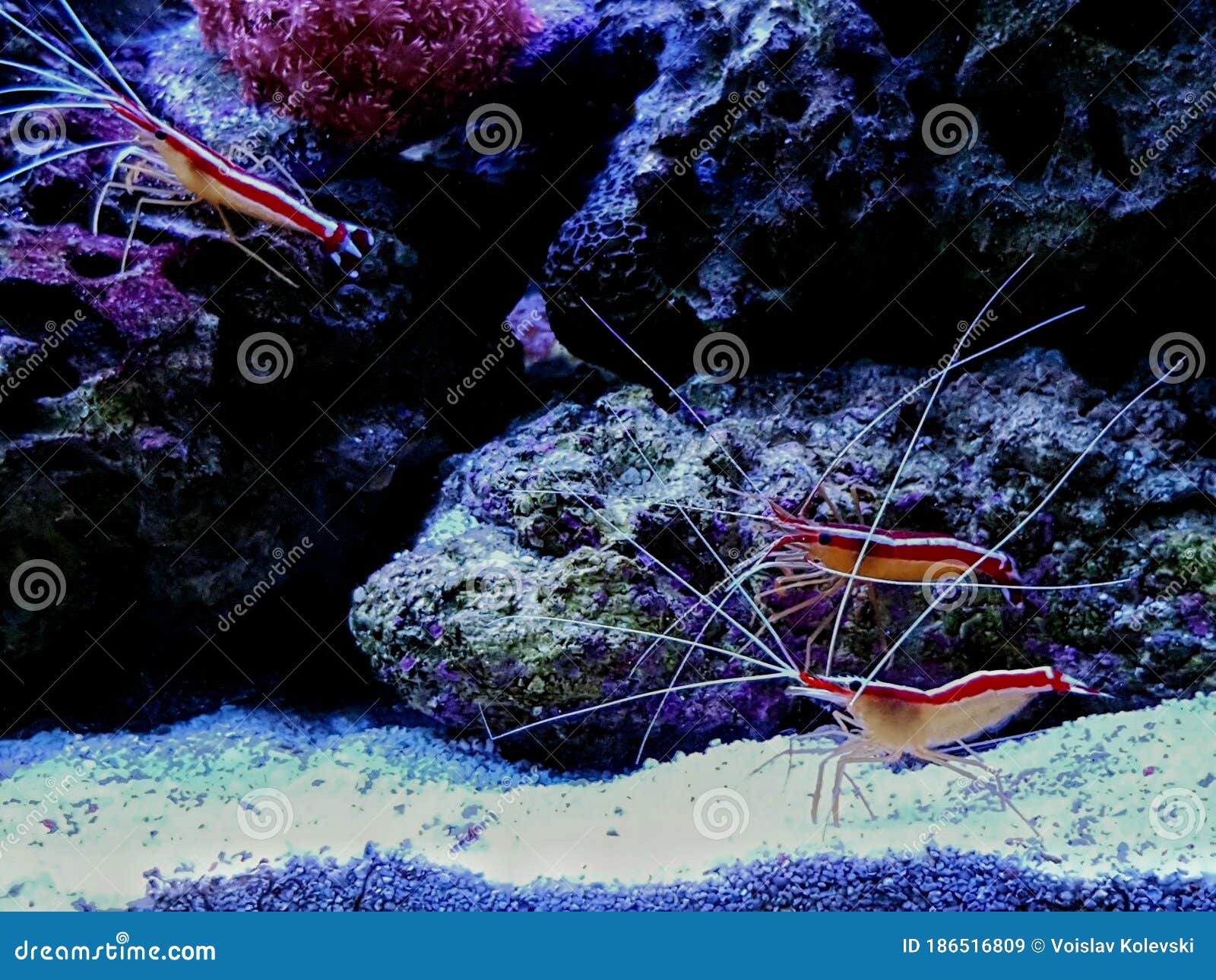 Lysmata Amboinensis - Pacific Cleaner Shrimp Stock Image - Image of ... Lysmata Amboinensis - Pacific Cleaner Shrimp Stock Image - Image of ...