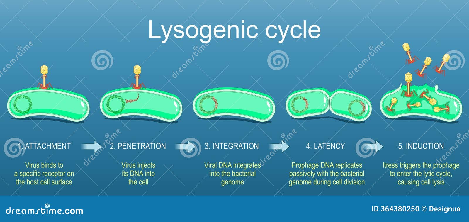 Lytic And Lysogenic Cycle Cartoon Vector | CartoonDealer.com #30183549