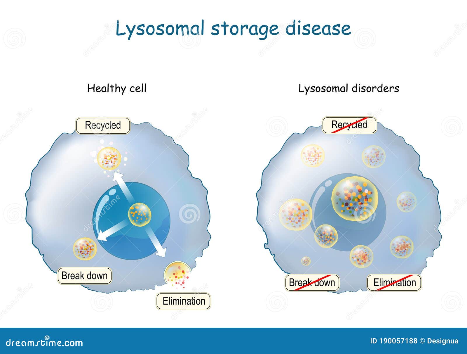 Lysosome Function. Multitask Lysosome. Intracellular Digestion Stock ... Lysosome Function. Multitask Lysosome. Intracellular Digestion Stock ...