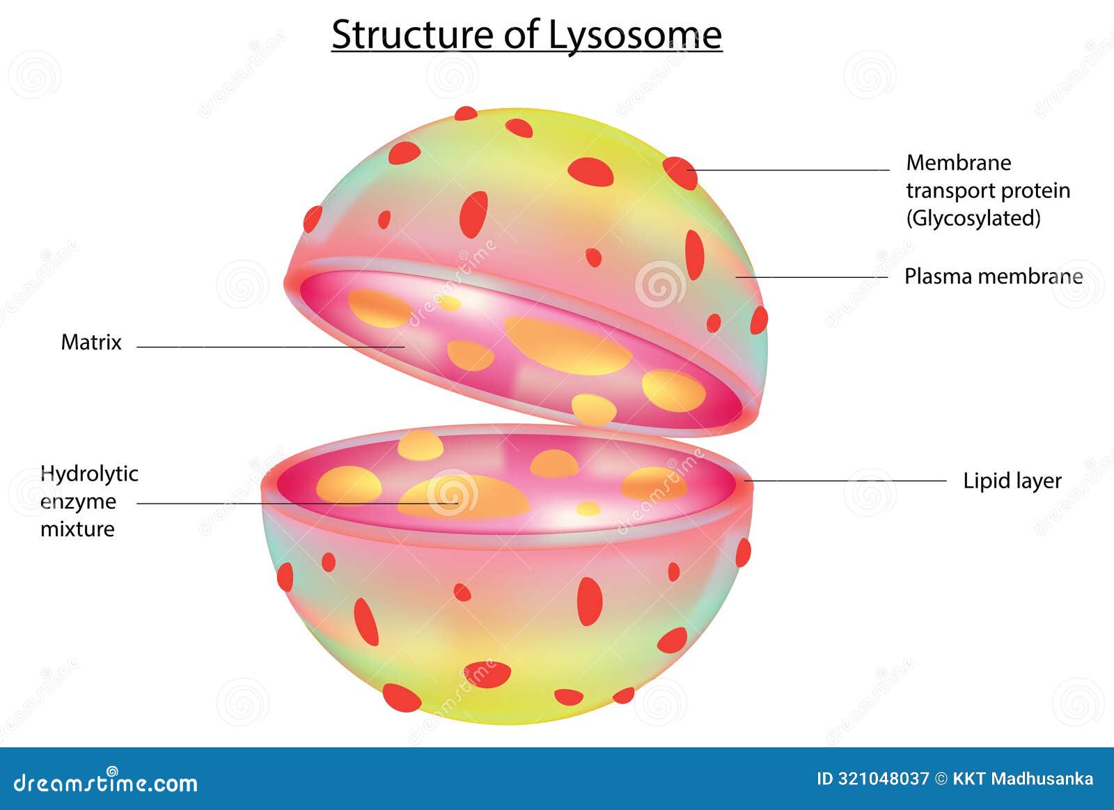 Structure of lysosome stock vector. Illustration of micelle - 321048037