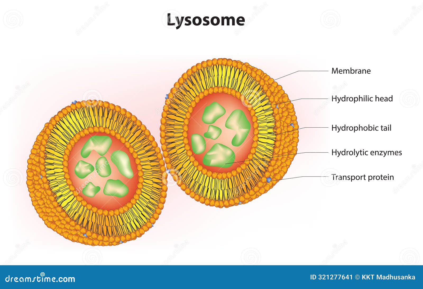 Anatomy Of Lysosome Stock Vector Illustration Of Lysosome 321277641