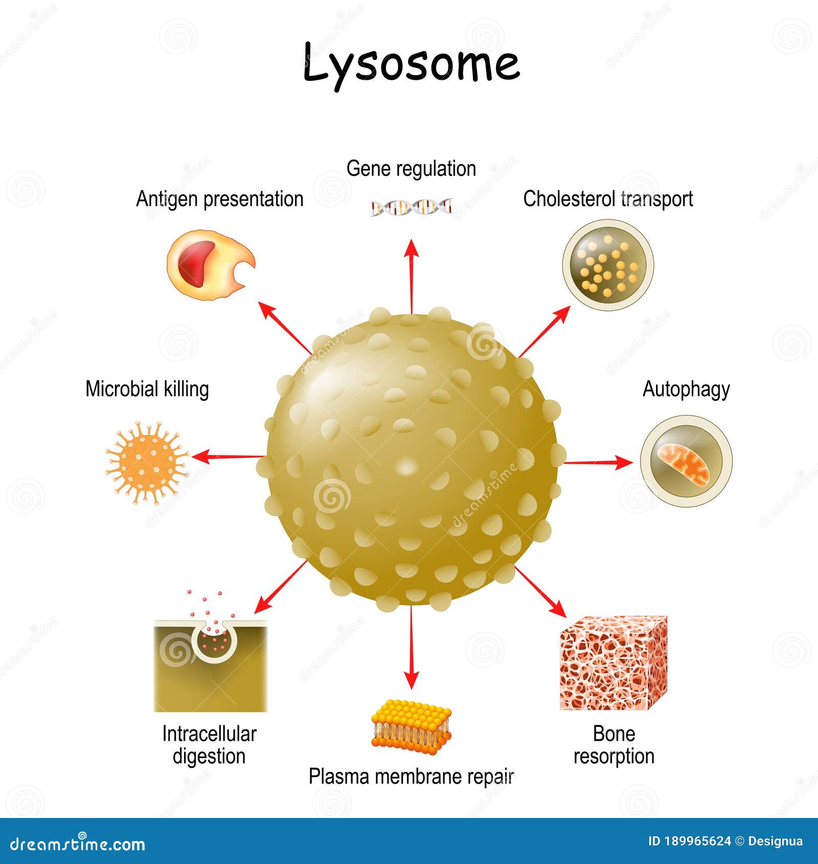 Lysosome Function