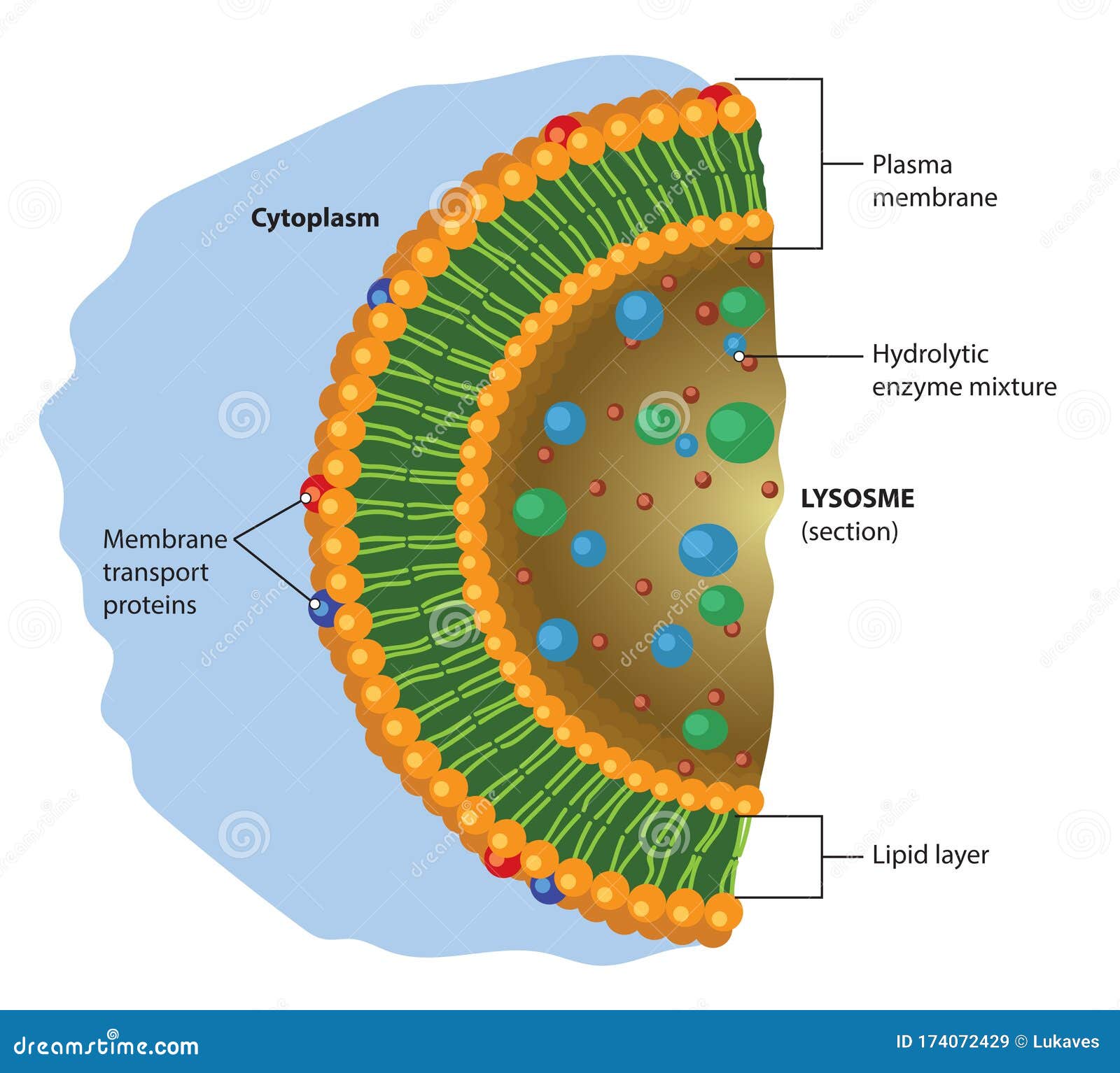 Lysosome stock vector. Illustration of anatomical, biology - 174072429 Lysosome stock vector. Illustration of anatomical, biology - 174072429
