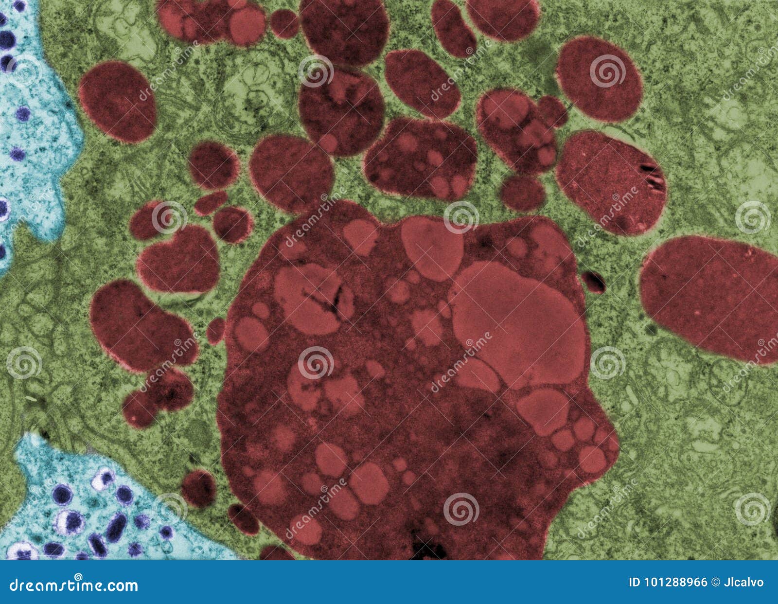 Electron Microscope Color