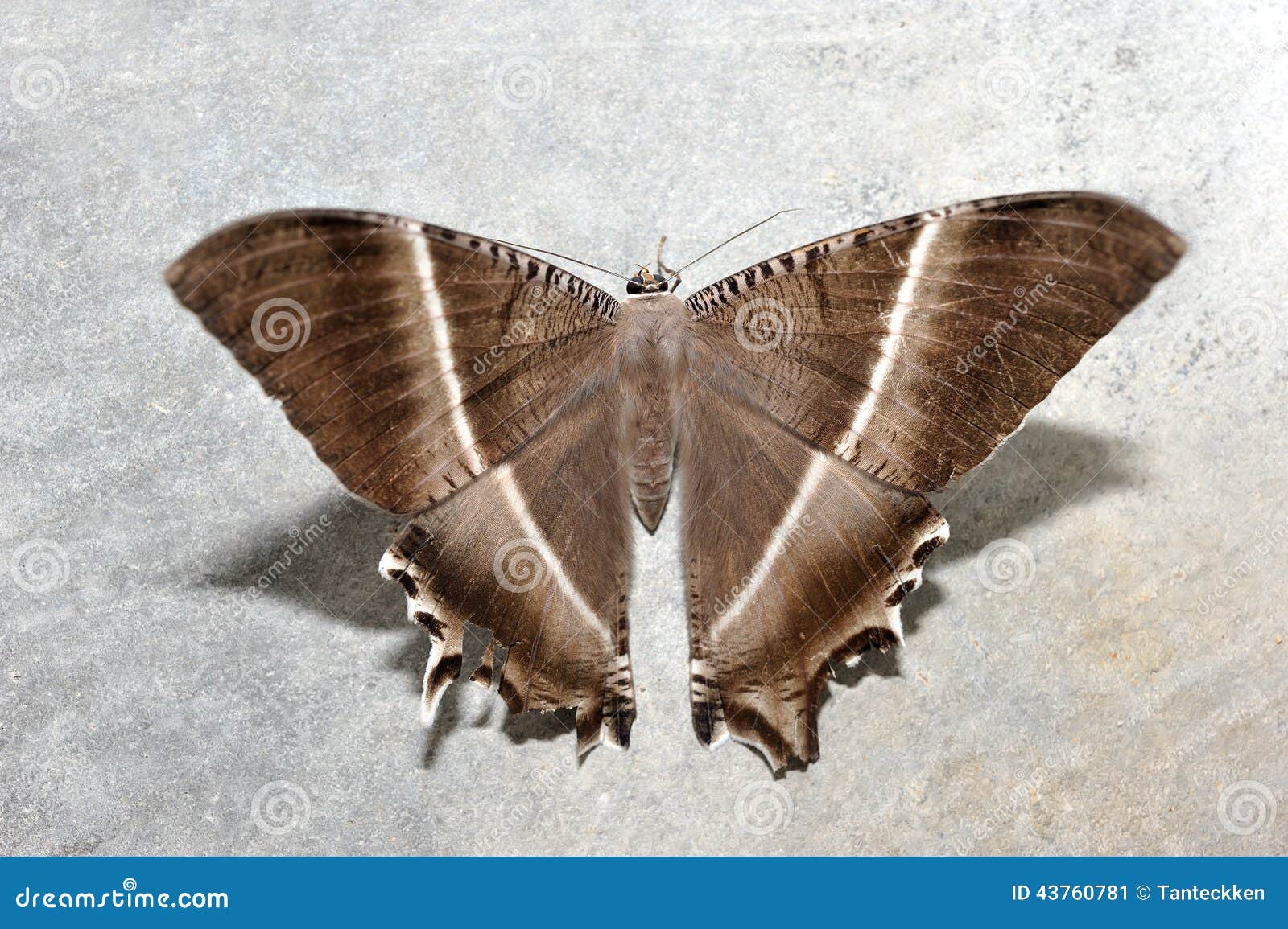 Lyssa zampa stock image. Image of inspiration, macro - 43760781