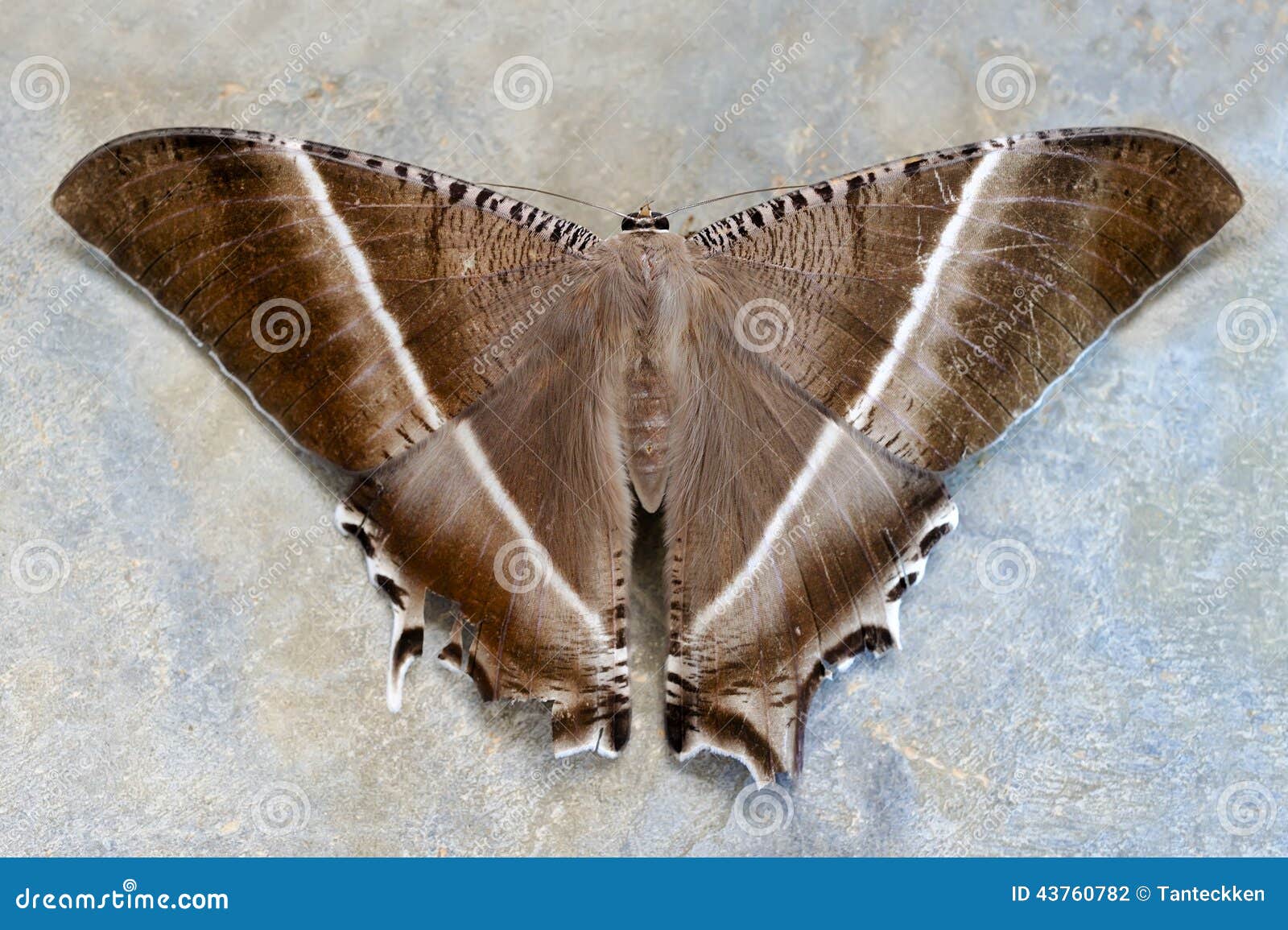 Lyssa zampa stock photo. Image of beautiful, hairy, environment - 43760782