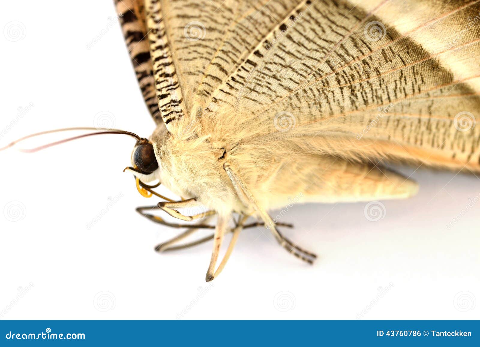 Lyssa zampa stock photo. Image of biology, animal, brown - 43760786