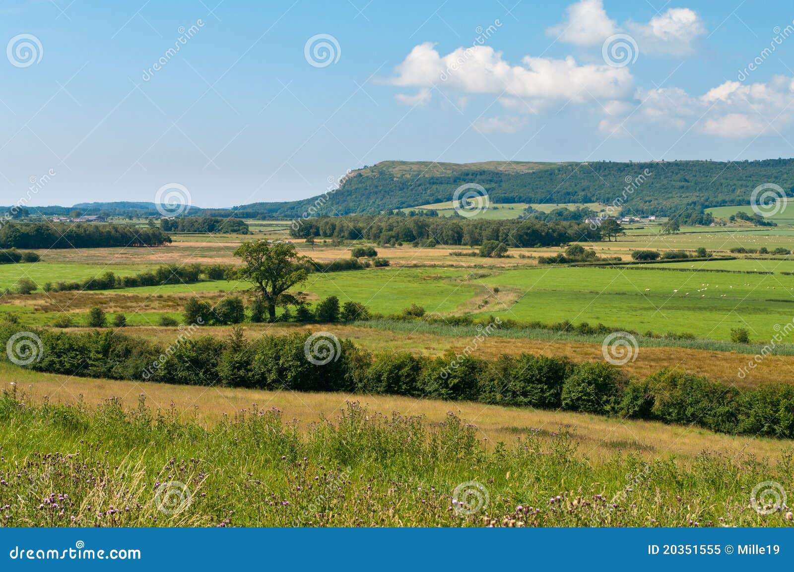 Lyth Valley stock image. Image of lake, landscape, lyth - 20351555
