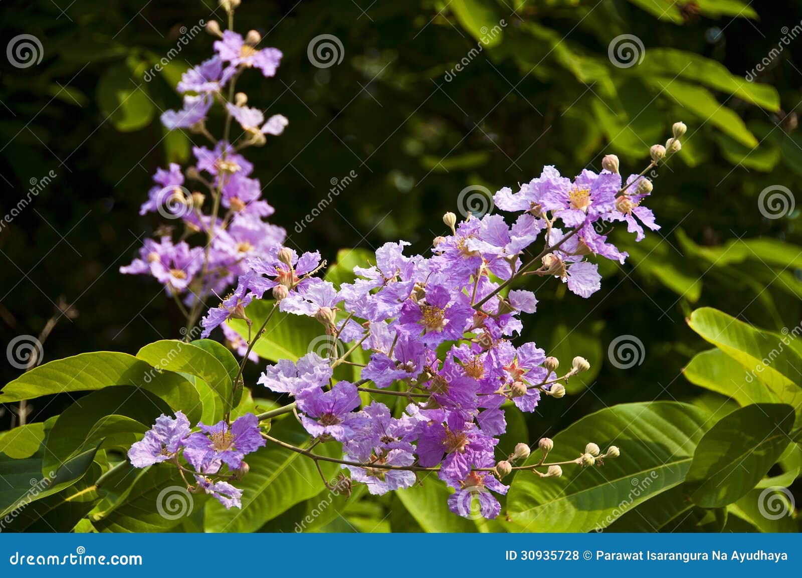 Lythraceae. stock photo. Image of asia, glorious, colorful - 30935728