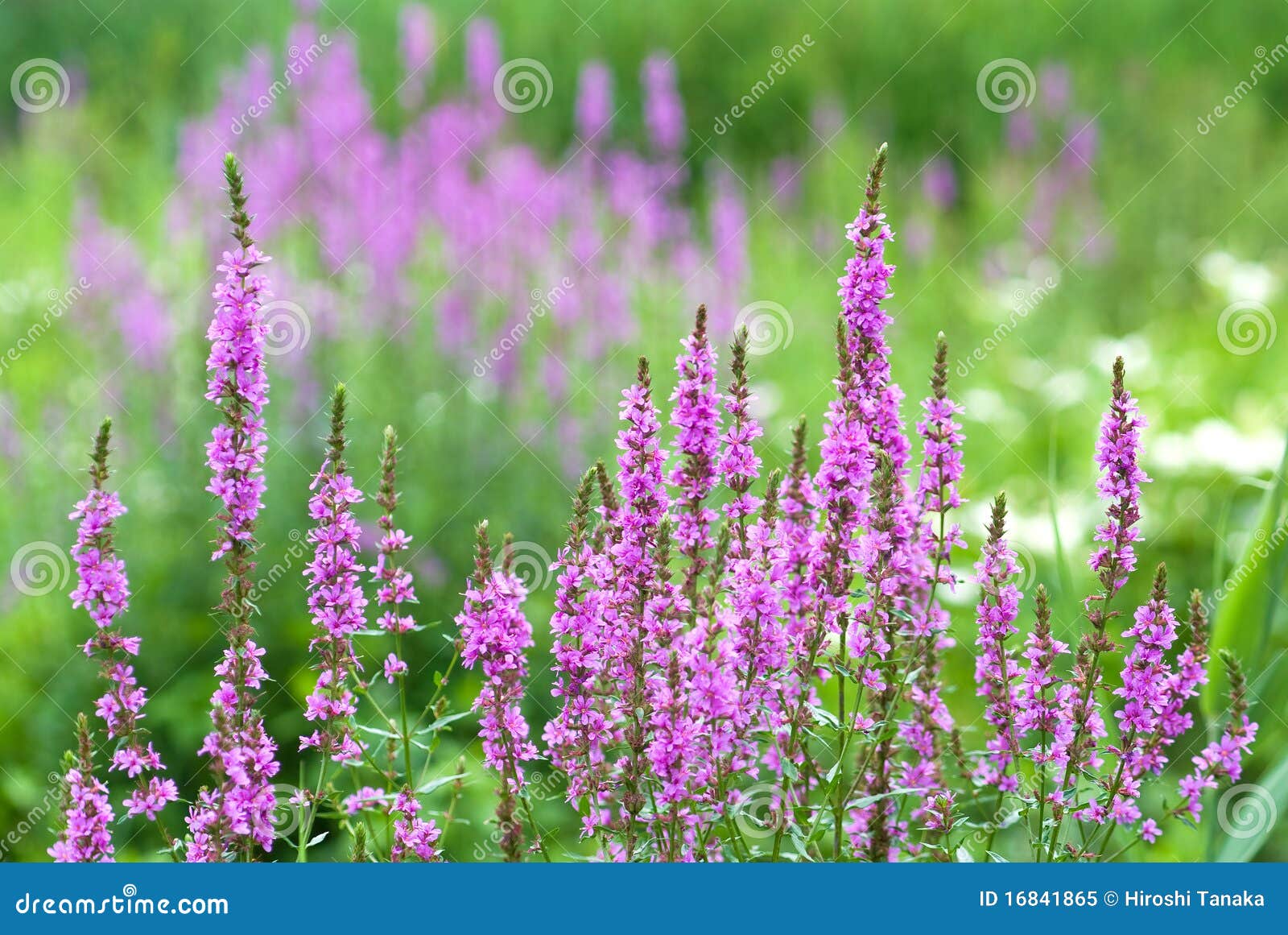 Lythrum anceps stock image. Image of field, flower, blossoming - 16841865