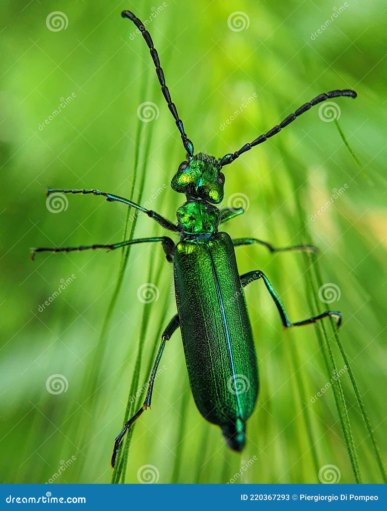 Lytta Vesicatoria Male Stock Photos - Free & Royalty-Free Stock Photos ...