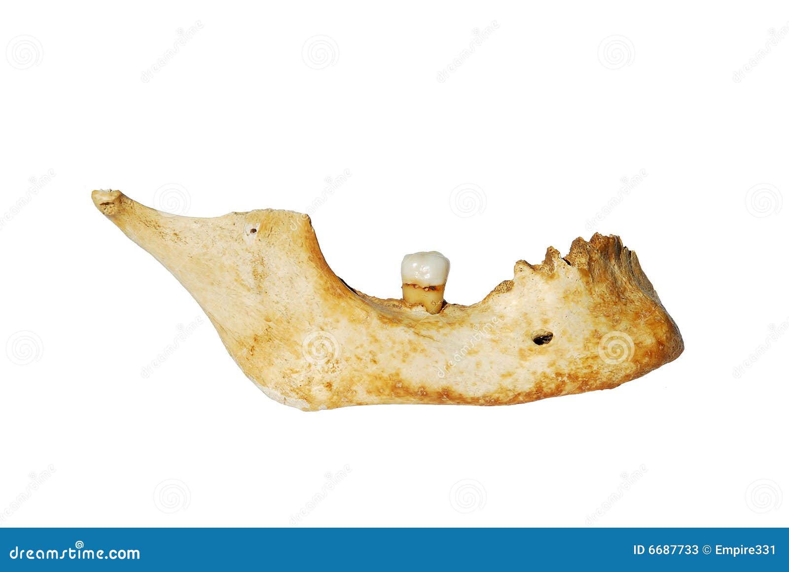 Mâchoire Inférieure Humaine Image stock - Image du partie, crâne: 6687733