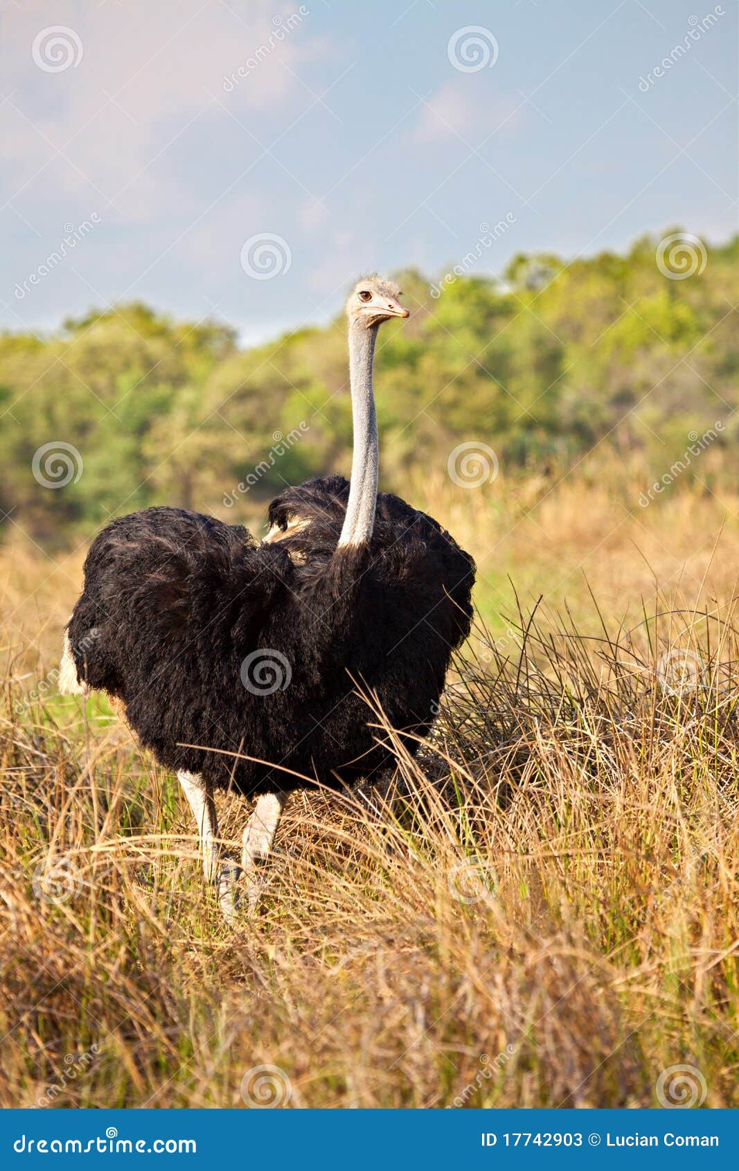 Mâle d'autruche image stock. Image du buisson, beau, normal - 17742903